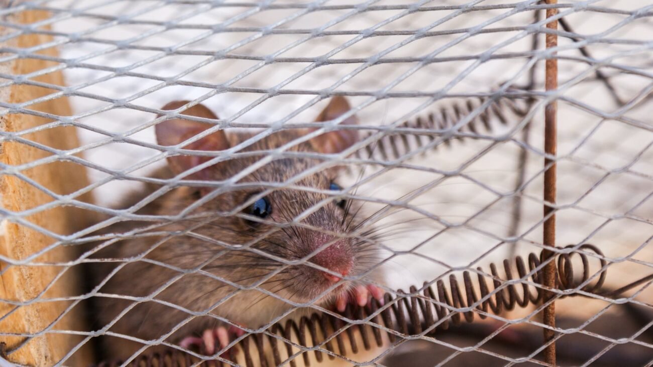 5 Types Of Mouse Traps For Mice Infestation Control